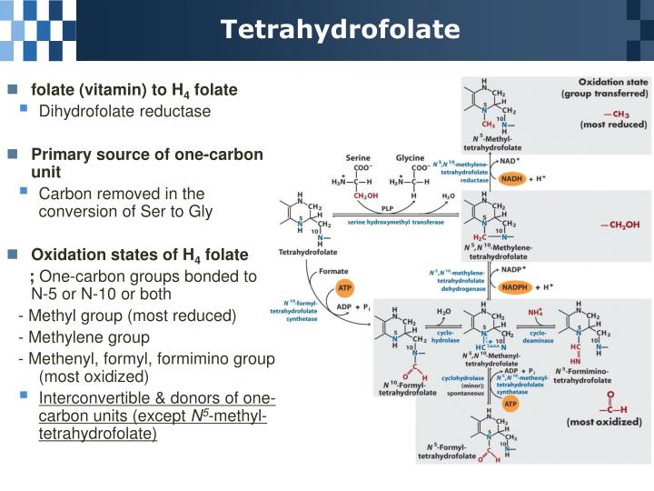 PPT - Chapter 18 Amino Acid Oxidation and The Production of Urea ...