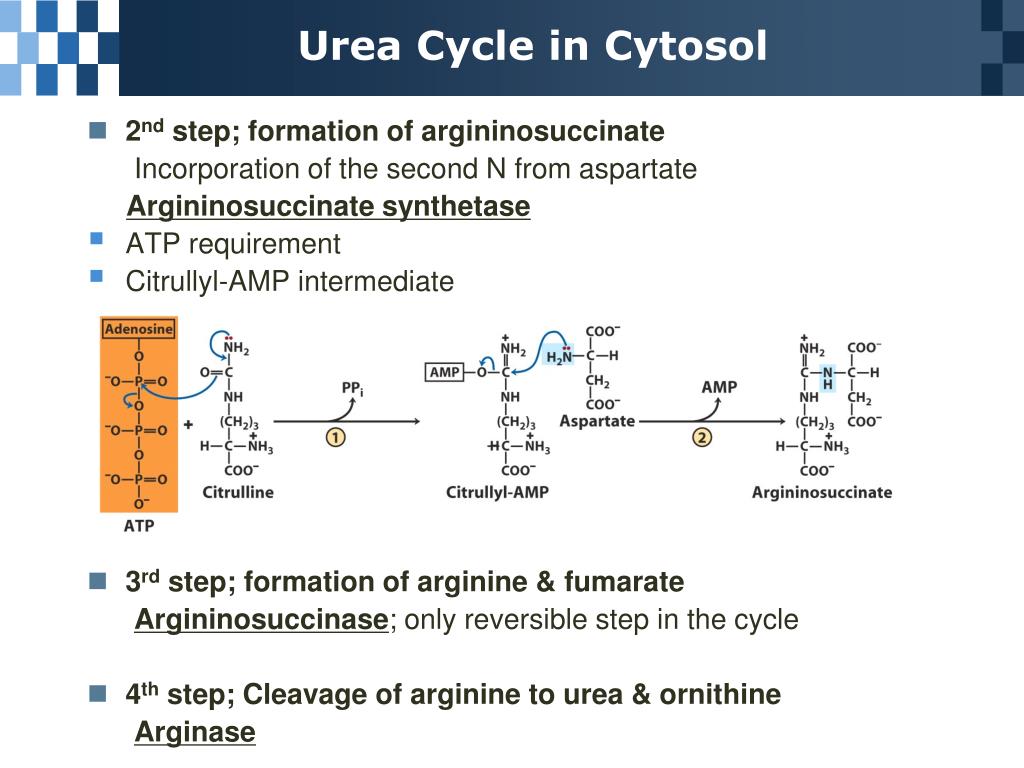 PPT - Chapter 18 Amino Acid Oxidation and The Production of Urea ...