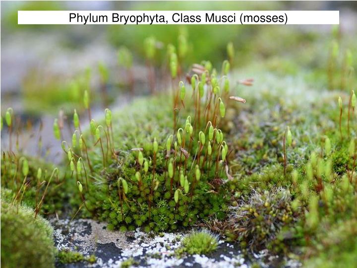 Phylum Bryophyta