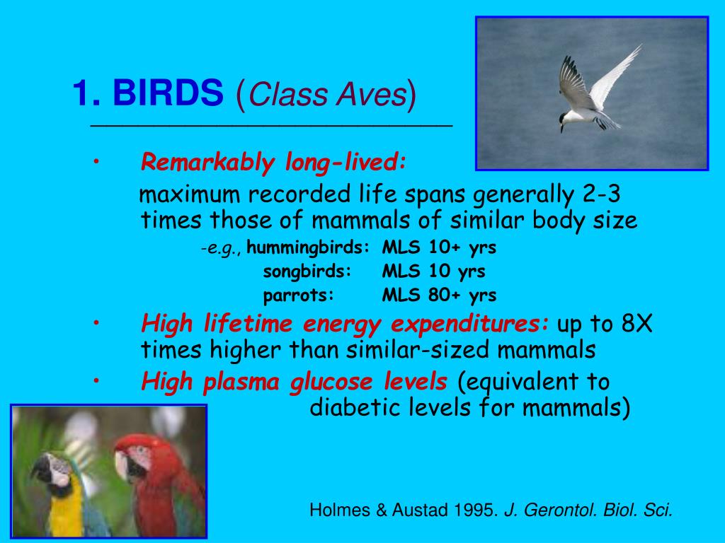 PPT - Naturally Long-lived Animal Models for the Study of Slow Aging ...