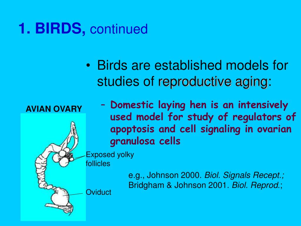 PPT - Naturally Long-lived Animal Models for the Study of Slow Aging ...