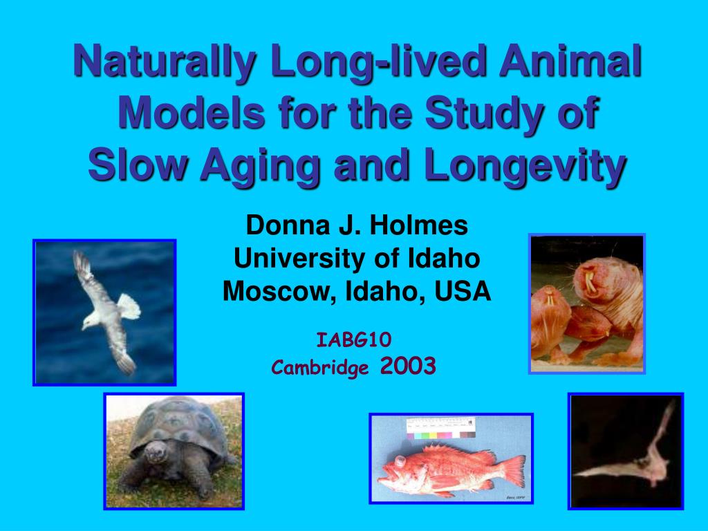 PPT - Naturally Long-lived Animal Models for the Study of Slow Aging ...