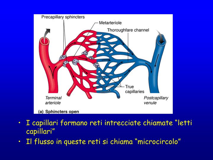 PPT - Anatomia del cuore PowerPoint Presentation - ID:3486961