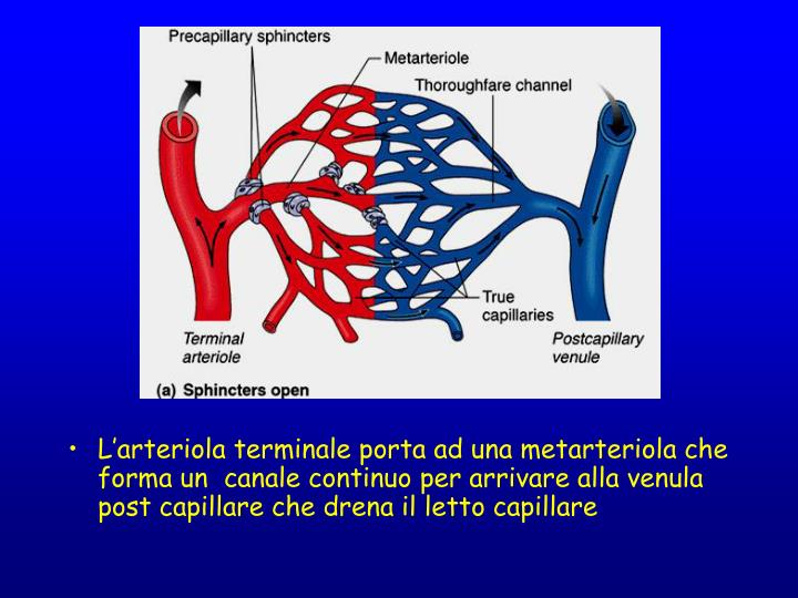 PPT - Anatomia del cuore PowerPoint Presentation - ID:3486961