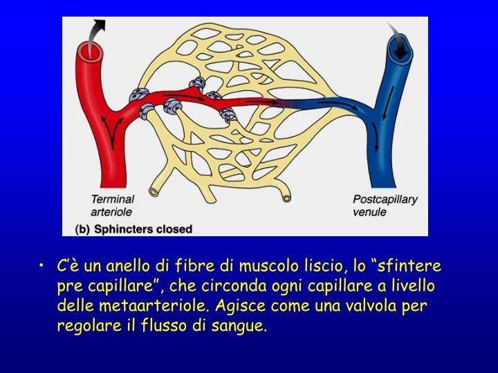 PPT - Anatomia del cuore PowerPoint Presentation - ID:3486961