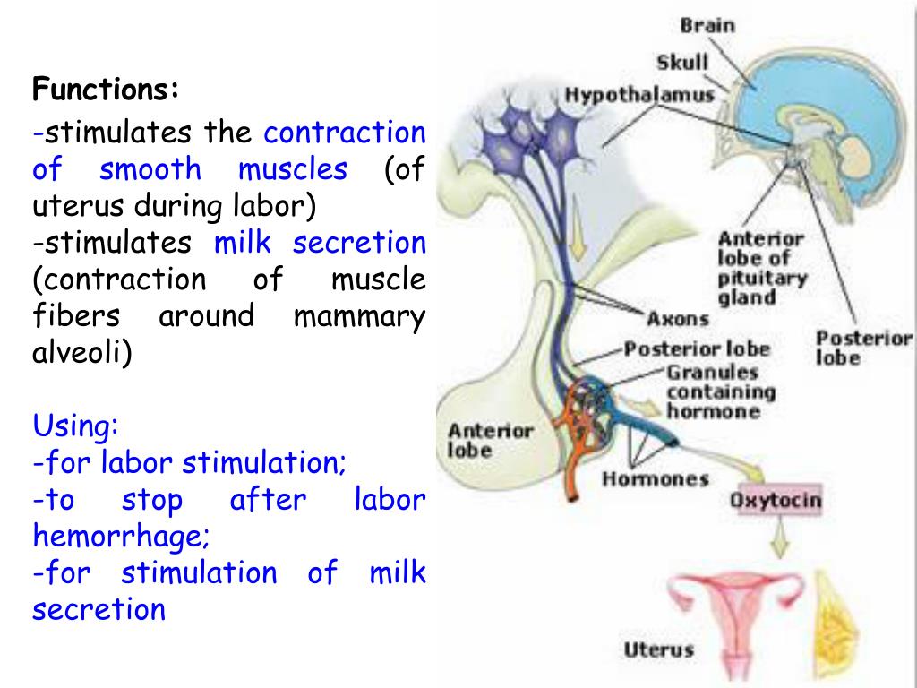 PPT - TROPIC HORMONES OF PITUITARY Somatotropic hormone ( growth ...