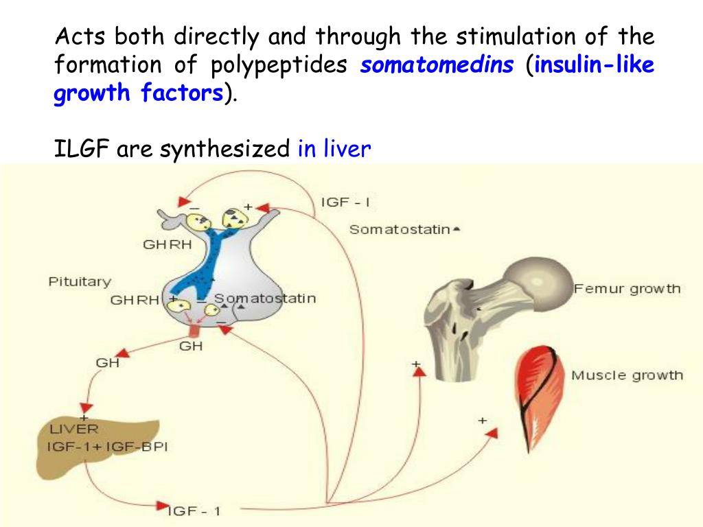 PPT - TROPIC HORMONES OF PITUITARY Somatotropic hormone ( growth ...