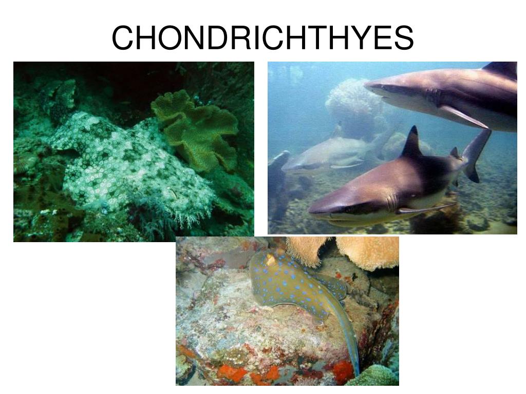 PPT - ANIMALIA-VERTEBRATA IKAN LAUT PowerPoint Presentation, free ...