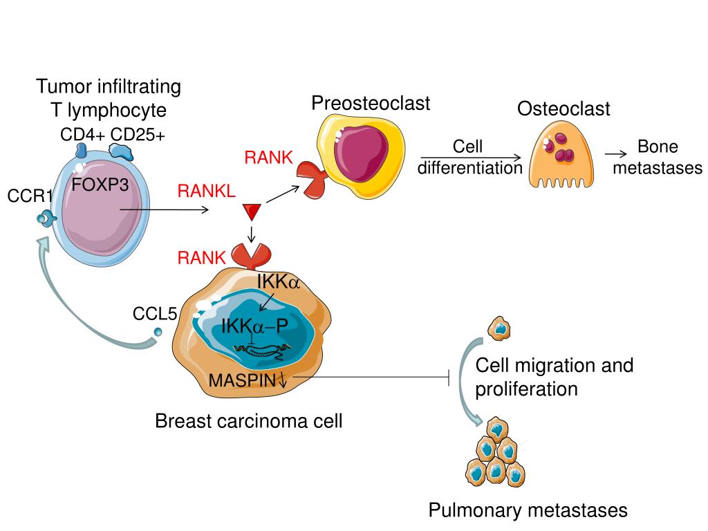 PPT - RANK mediates tumor-infiltrating regulatory T-cell stimulation of ...