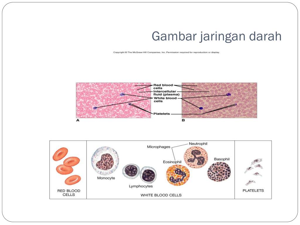 PPT - Struktur,fungsi dan klasifikasi jaringan ikat secara umum ...