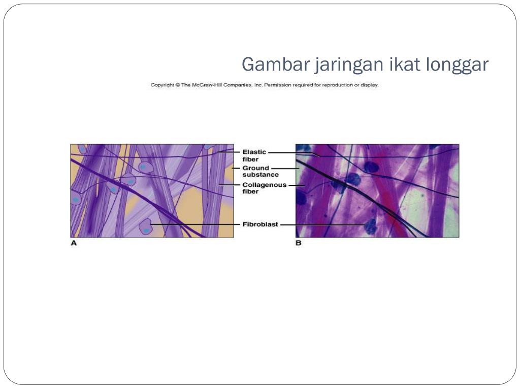 PPT - Struktur,fungsi dan klasifikasi jaringan ikat secara umum ...