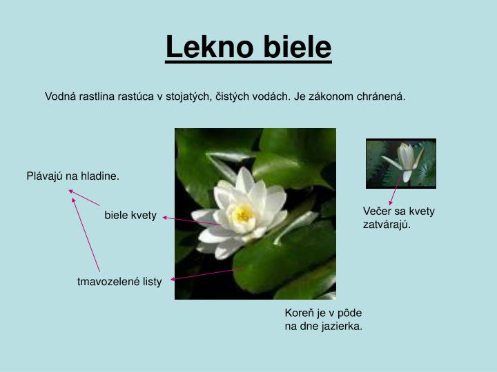 PPT - Prírodné spoločenstvá II PowerPoint Presentation - ID:3489269