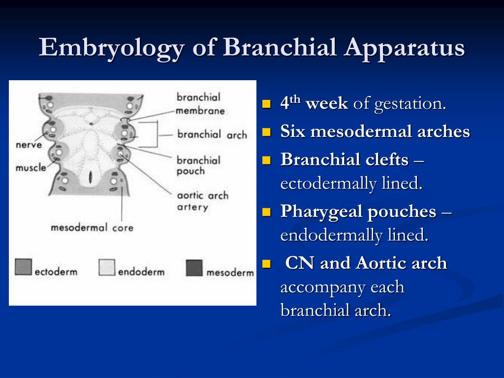 Ppt Pictoral Essay Congenital Anomalies Of The Branchial Apparatus
