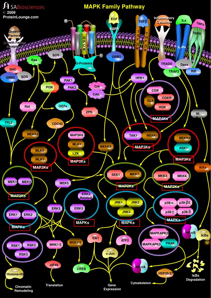 PPT - MAPK Family Pathway PowerPoint Presentation, free download - ID ...