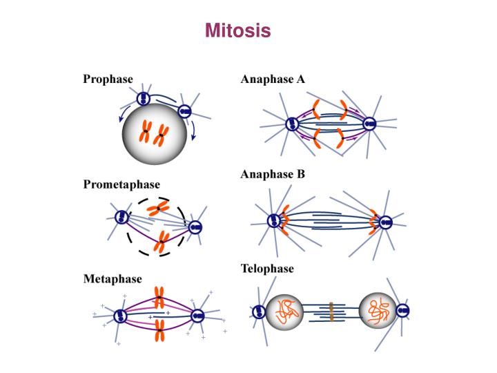 PPT - Mitosis PowerPoint Presentation, free download - ID:3489878