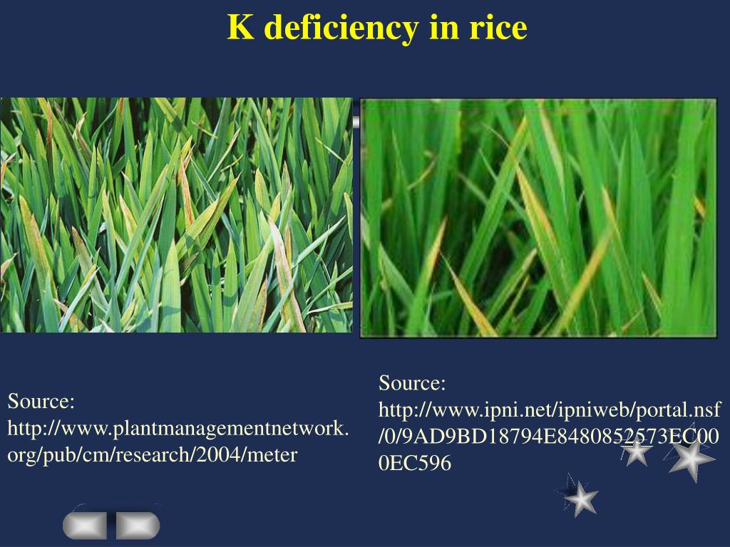 PPT - RLO 4 Lesson: Role and deficiency symptoms of potassium (K) in ...