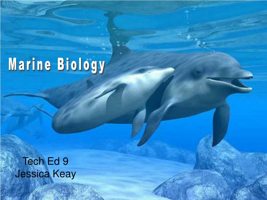 PPT - Marine Biology PowerPoint Presentation, free download - ID:3490954