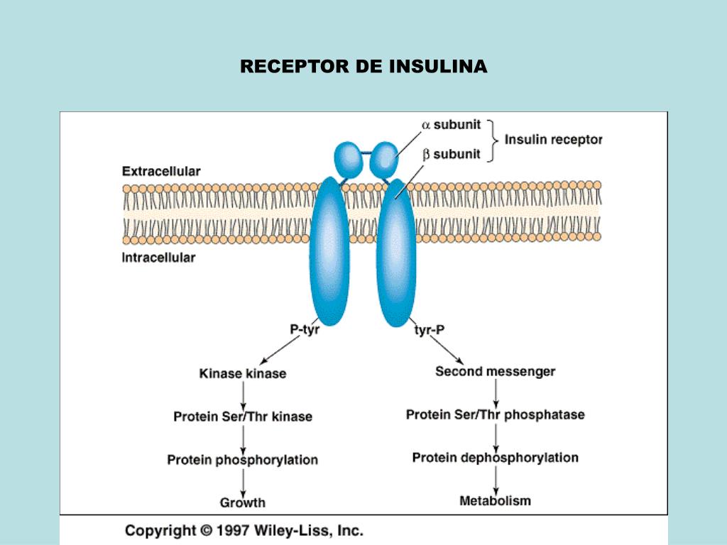 PPT - HORMONAS Y TRANSDUCCION DE SEÑALES METABOLISMO DE CARBOHIDRATOS ...