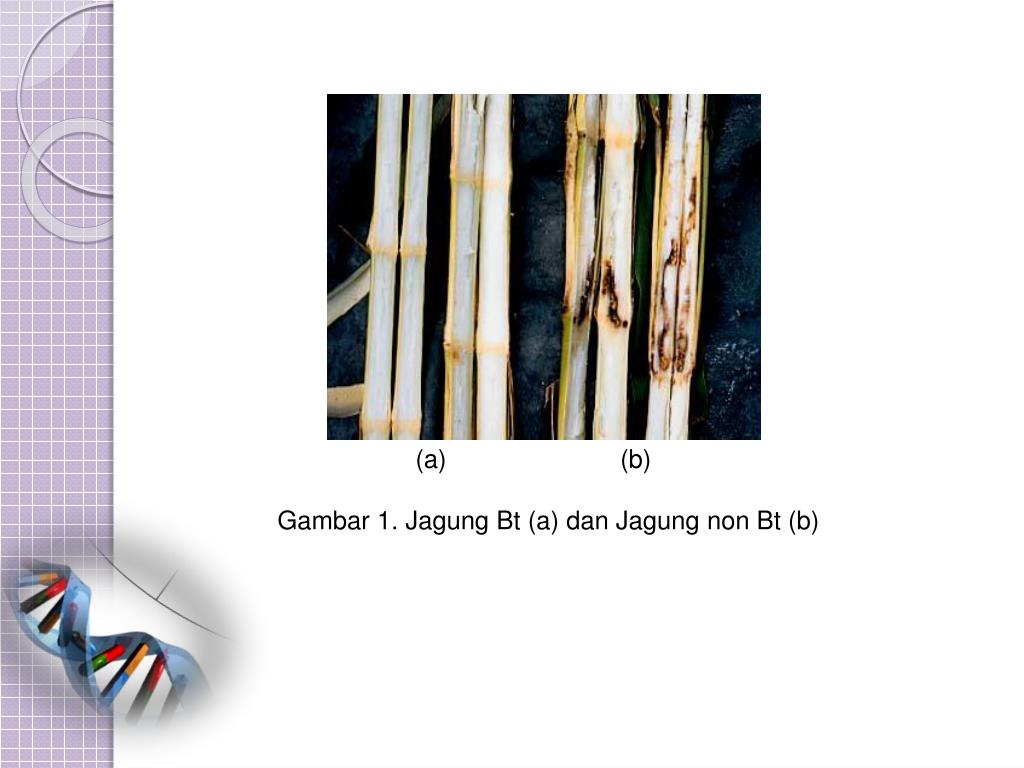 PPT - MAKALAH PENGANTAR BIOTEKNOLOGI DALAM PROTEKSI TANAMAN JAGUNG ...