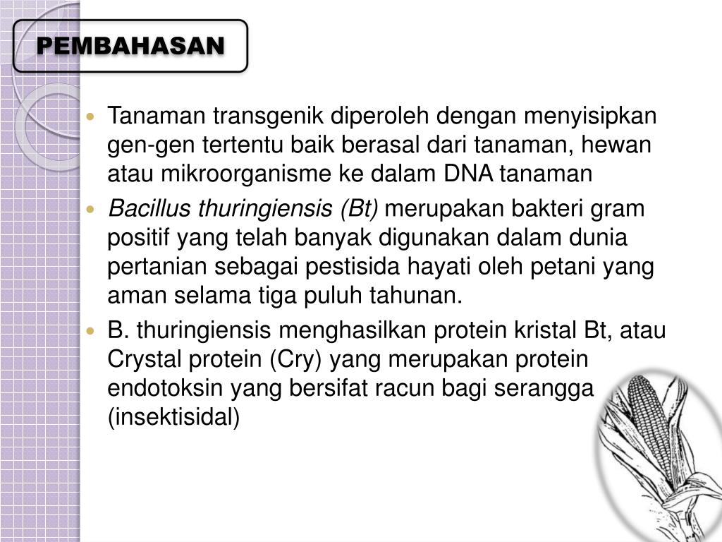 PPT - MAKALAH PENGANTAR BIOTEKNOLOGI DALAM PROTEKSI TANAMAN JAGUNG ...