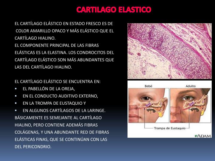 PPT - TEJIDO CARTILAGINOSO PowerPoint Presentation - ID:3494426
