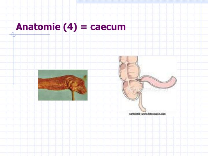 PPT - MALADIES INFLAMMATOIRES CHRONIQUES DE L ’ INTESTIN PowerPoint ...