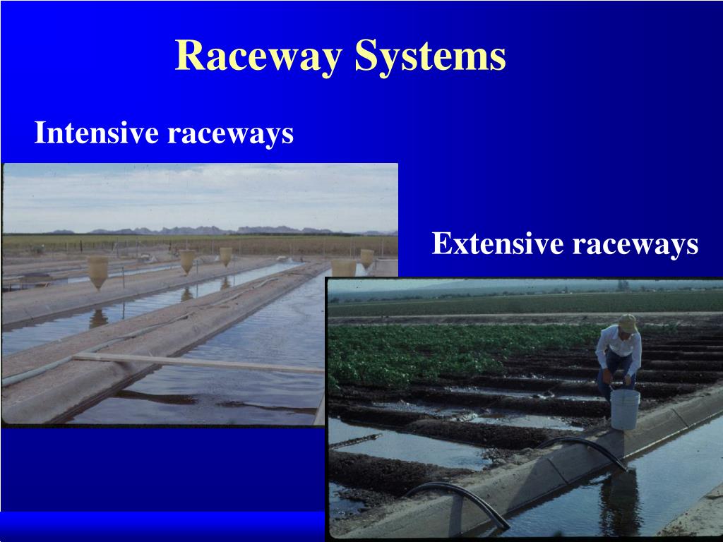 PPT - International Production and Markets for Tilapia PowerPoint ...