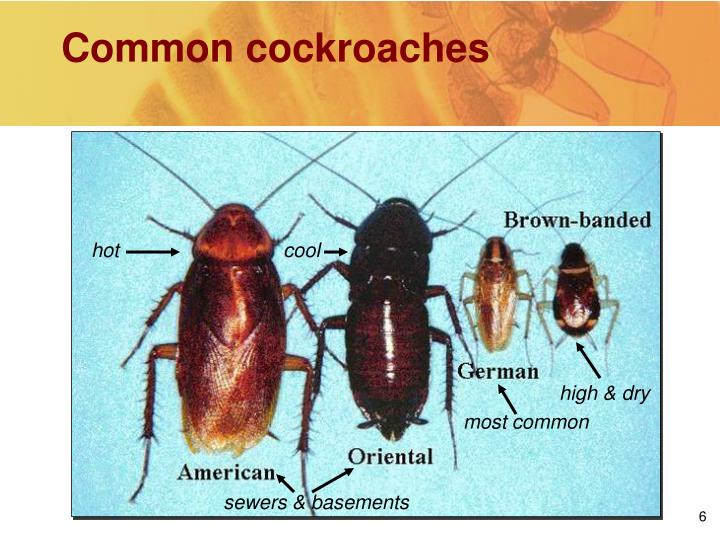 PPT - Cockroaches PowerPoint Presentation - ID:3496770