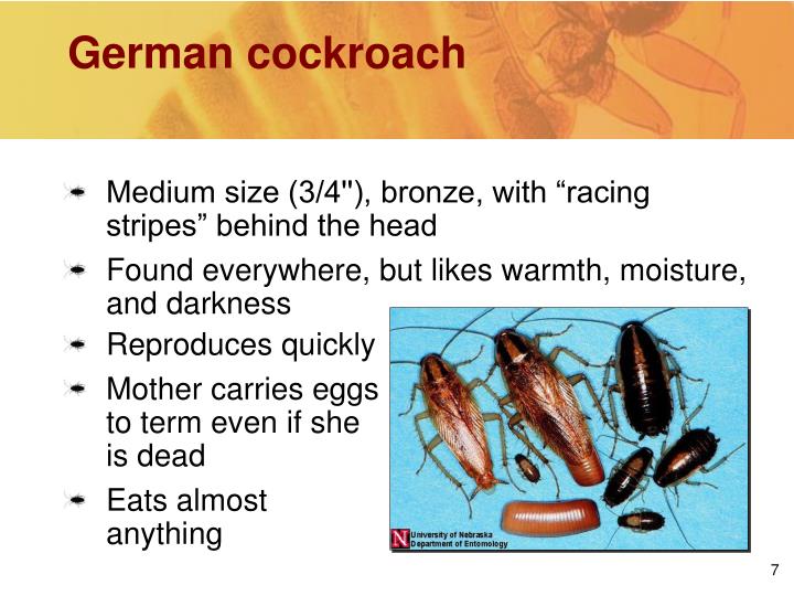 PPT - Cockroaches PowerPoint Presentation - ID:3496770