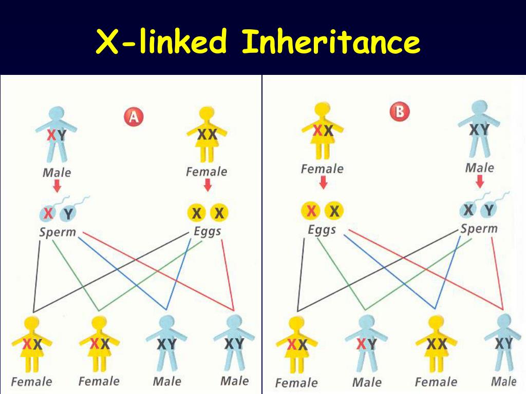 Ppt Mendelian Inheritance Powerpoint Presentation Free Download Id