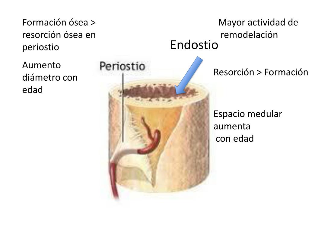 PPT - TEJIDO OSEO Y METABOLISMO PowerPoint Presentation, free download ...