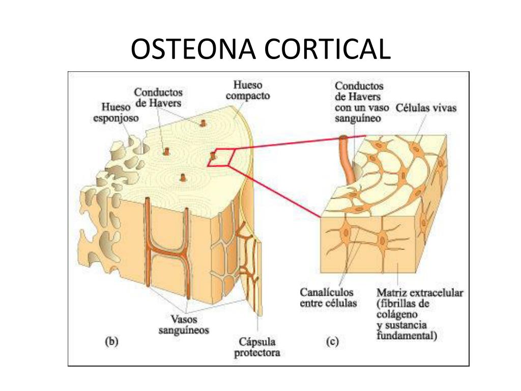 PPT - TEJIDO OSEO Y METABOLISMO PowerPoint Presentation, free download ...