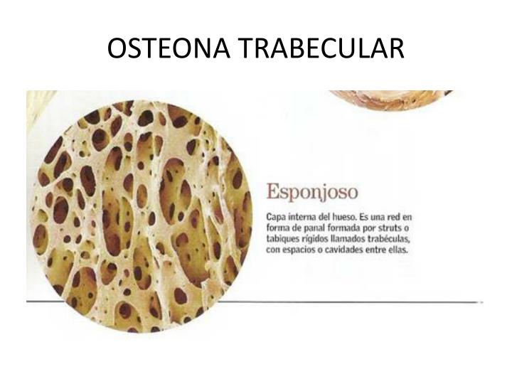 PPT - TEJIDO OSEO Y METABOLISMO PowerPoint Presentation - ID:3497539