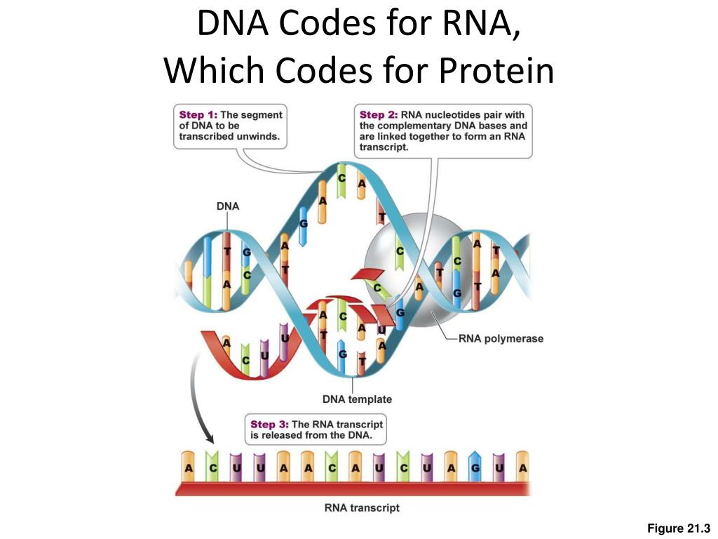 PPT - The human genome of is found where in the human body? PowerPoint ...