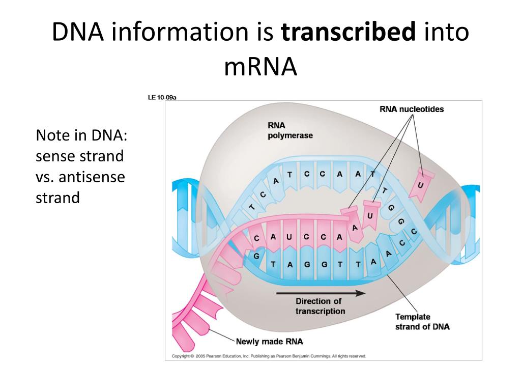 PPT - The human genome of is found where in the human body? PowerPoint ...