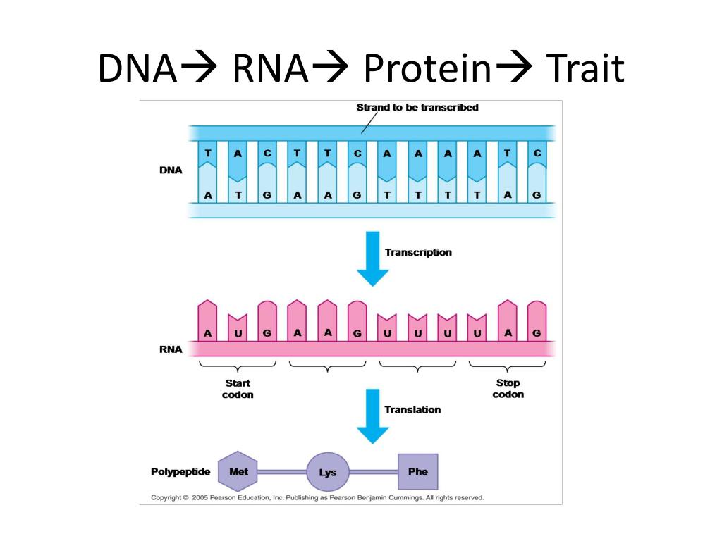 PPT - The human genome of is found where in the human body? PowerPoint ...