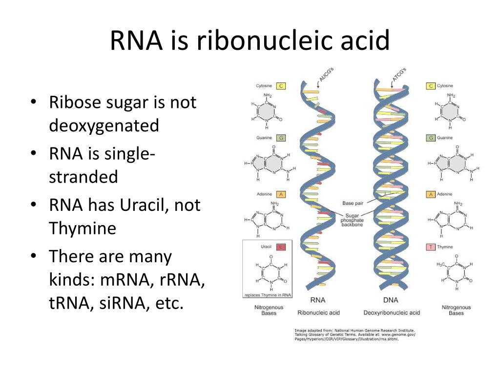 PPT - The human genome of is found where in the human body? PowerPoint ...