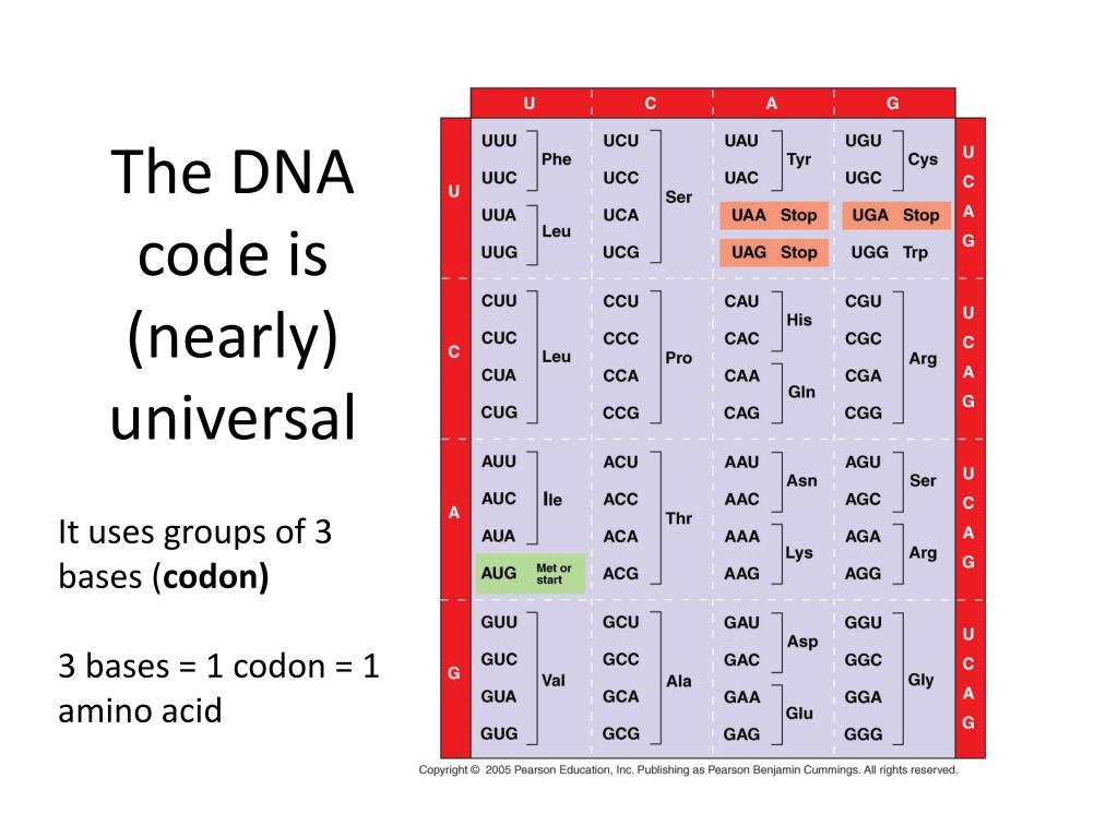 PPT - The human genome of is found where in the human body? PowerPoint ...