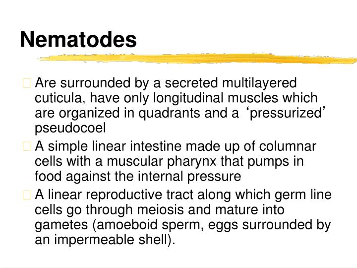 PPT - Nematodes PowerPoint Presentation, free download - ID:3498353
