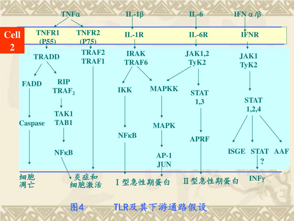 PPT - 细胞信号转导异常与疾病 PowerPoint Presentation, free download - ID:3498908