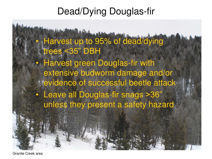 PPT - Dead/Dying Douglas-fir PowerPoint Presentation - ID:3499231