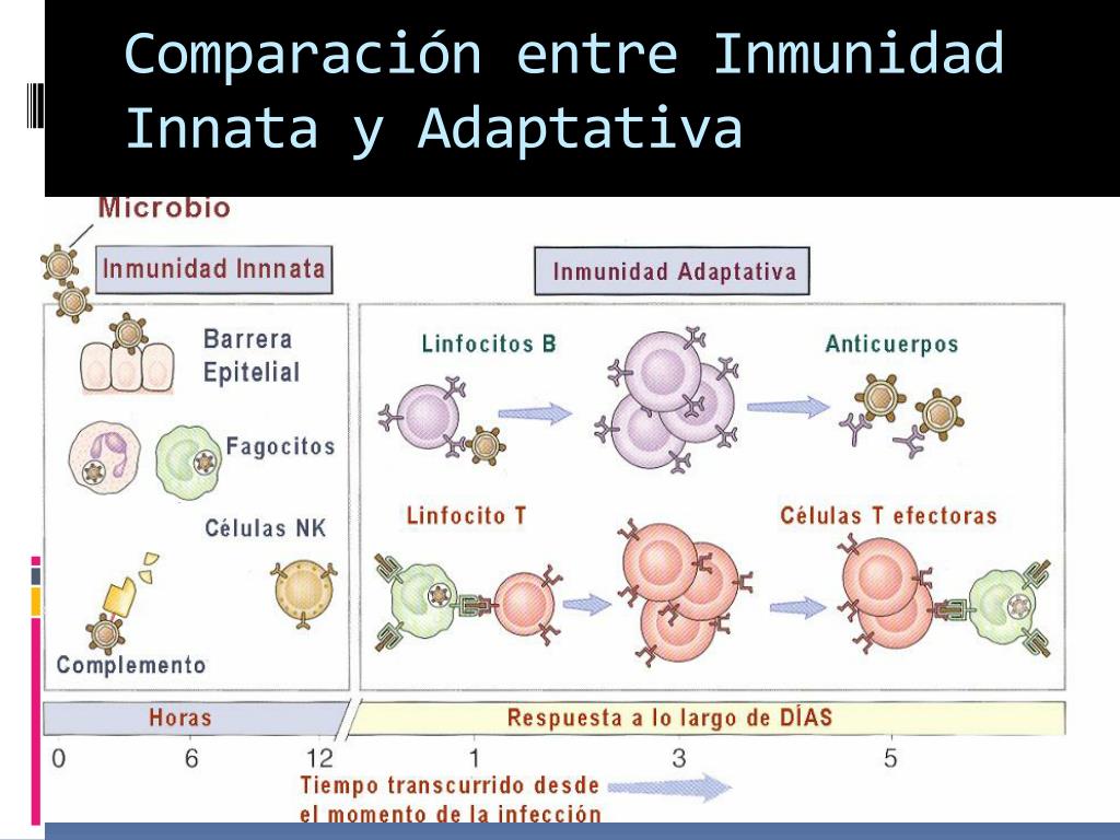 Ppt Sistema Inmune Powerpoint Presentation Free Download Id 3499295