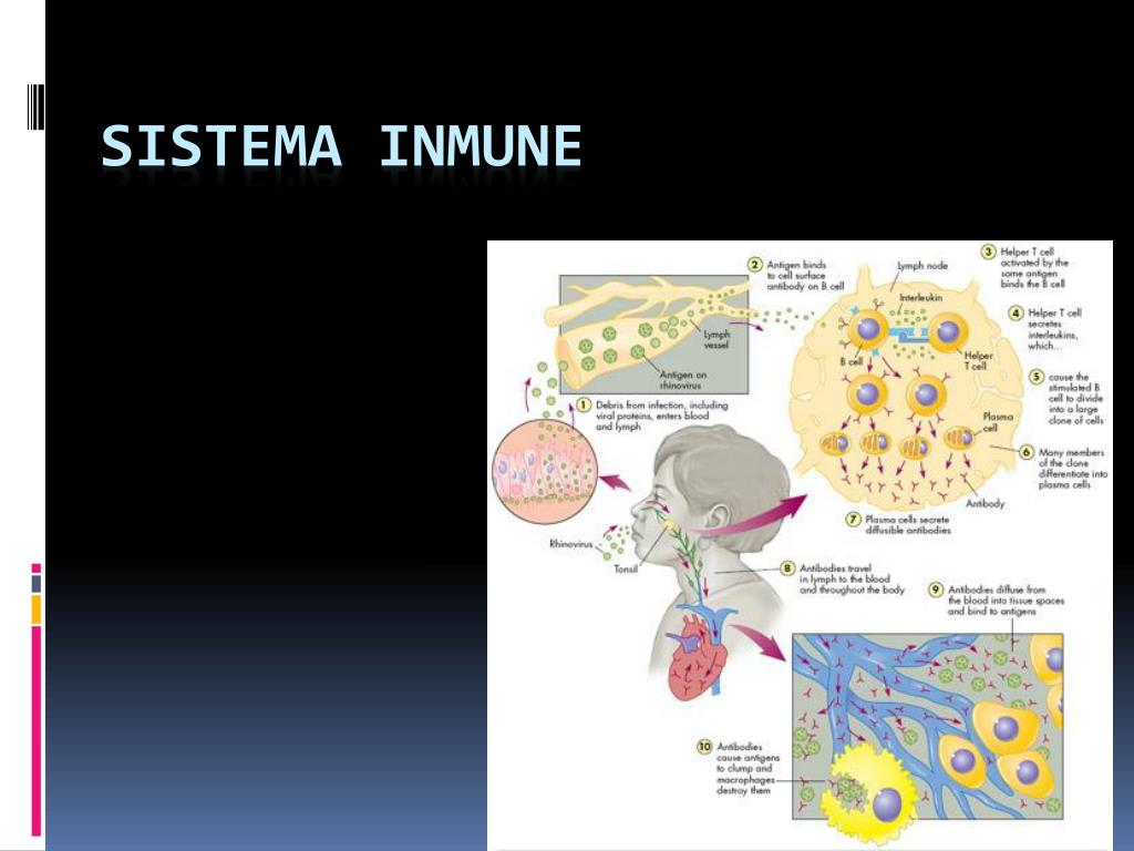 Ppt Sistema Inmune Powerpoint Presentation Free Download Id 3499295