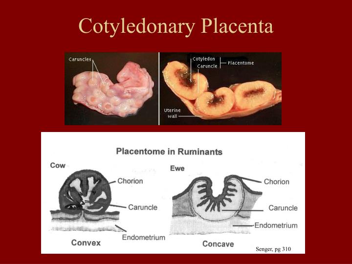PPT - Gestation PowerPoint Presentation - ID:3499378