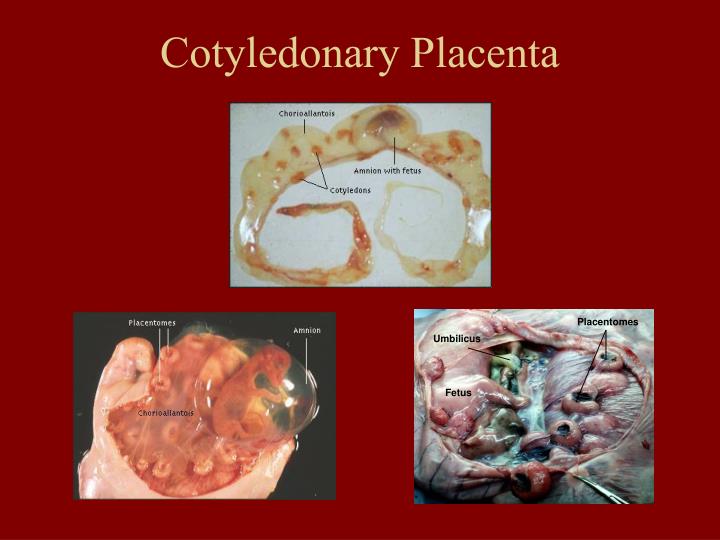 PPT - Gestation PowerPoint Presentation - ID:3499378