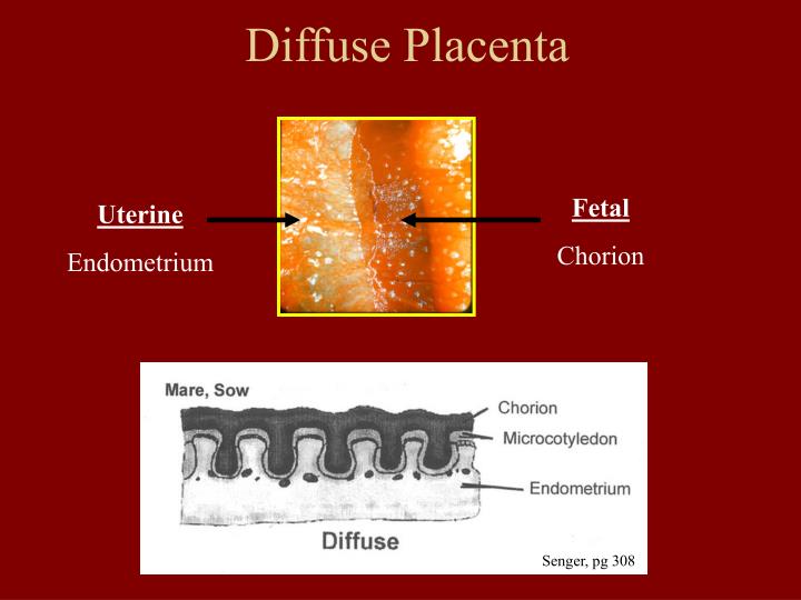 PPT - Gestation PowerPoint Presentation - ID:3499378