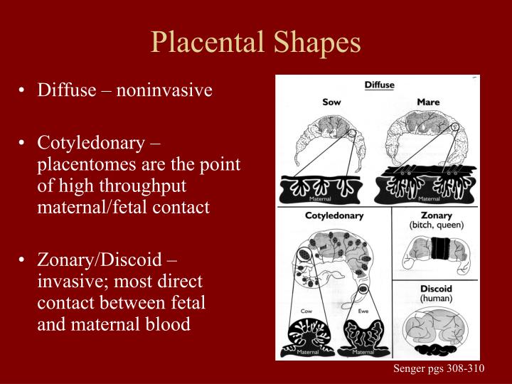 PPT - Gestation PowerPoint Presentation - ID:3499378