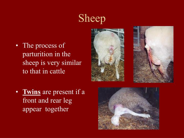 PPT - Gestation PowerPoint Presentation - ID:3499378