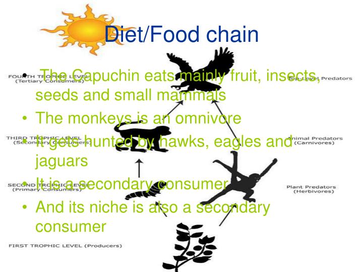 PPT - Chapuchin Monkeys PowerPoint Presentation - ID:3499886