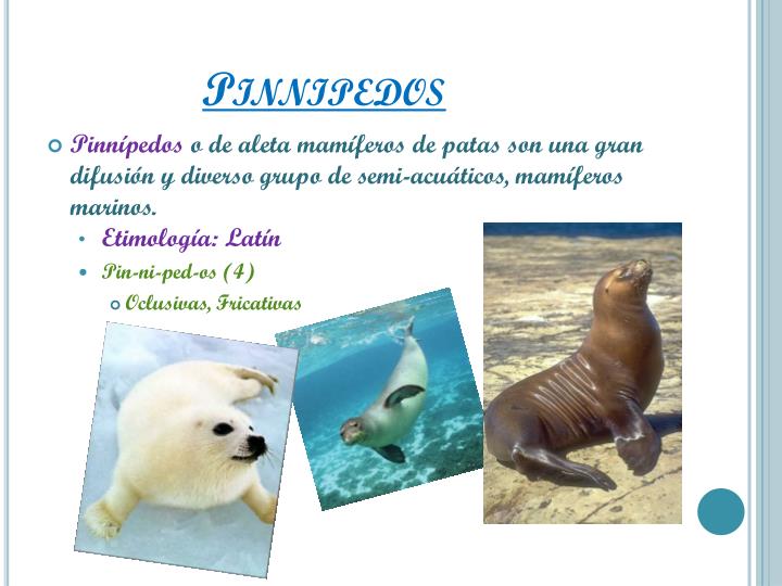 PPT - Hiperónimos y Hiponimos PowerPoint Presentation - ID:3500211